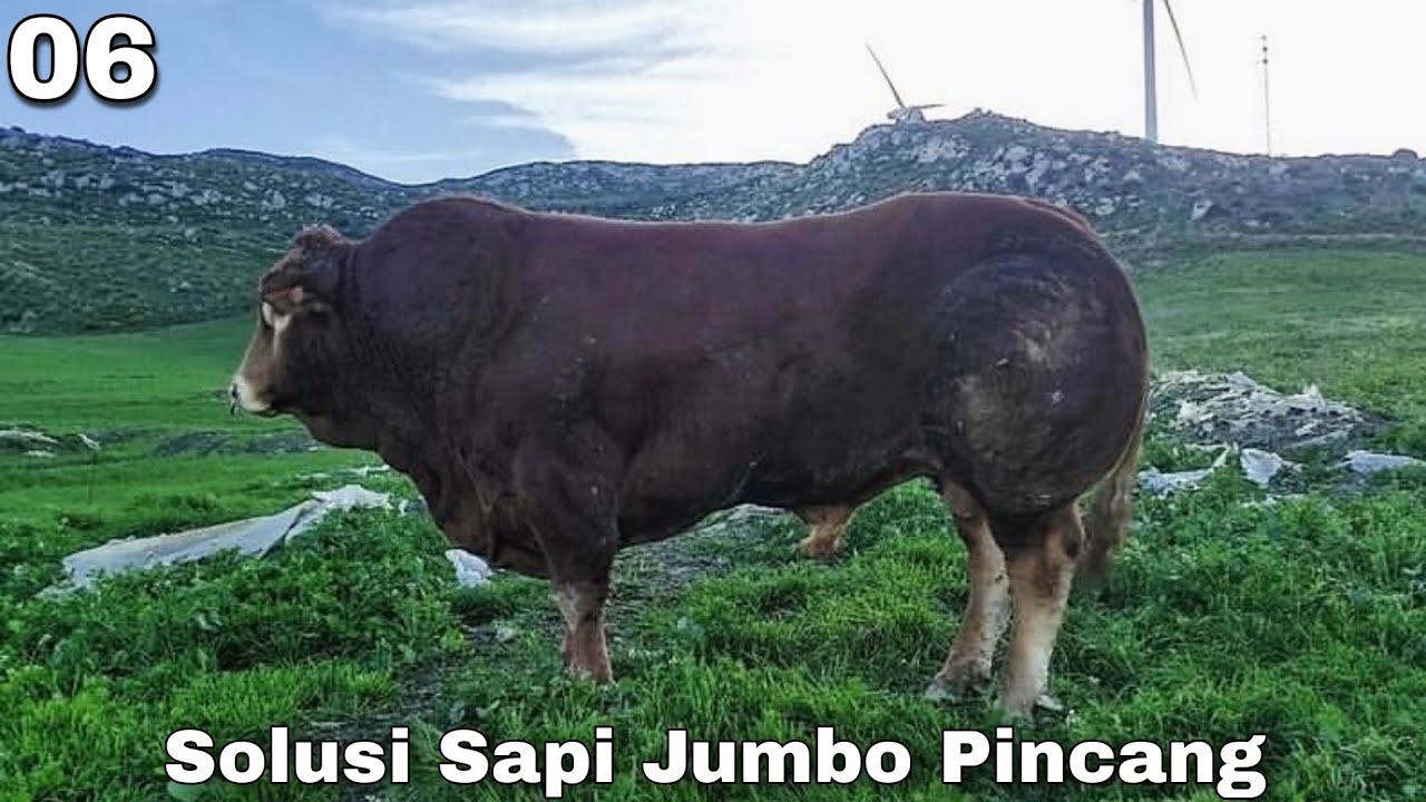 SOLUSI ATASI SAPI JUMBO PINCANG - YouTube