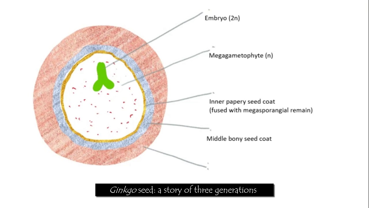 Ginkgo Seed - YouTube
