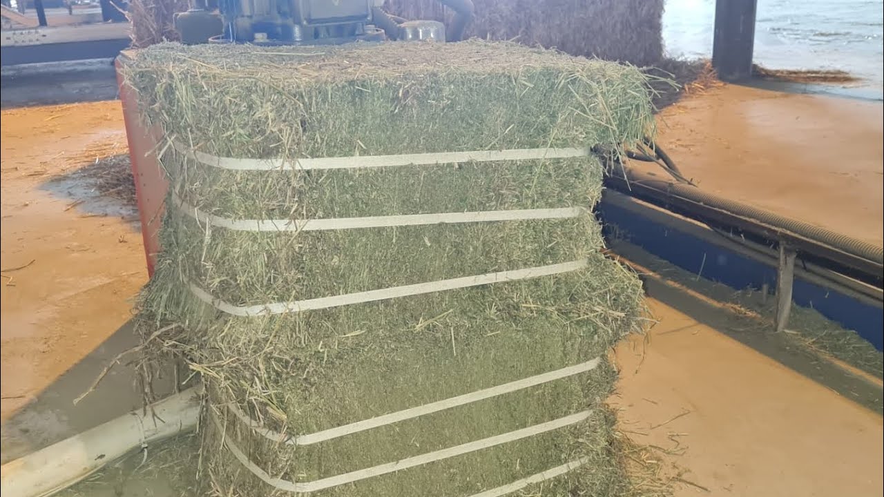export import alfalfa hay - YouTube