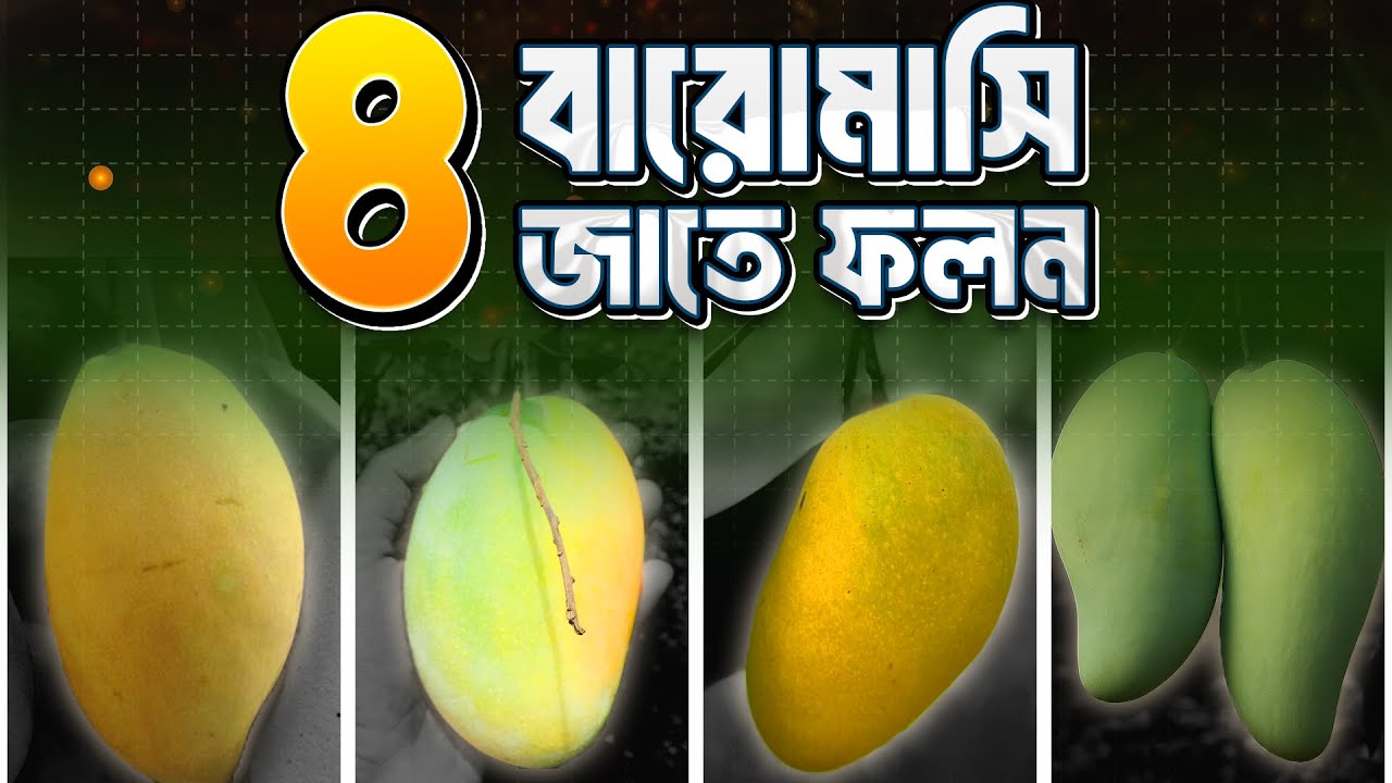 Everbearing Mangoes Harvesting in September | Mango Men Bangladesh ...