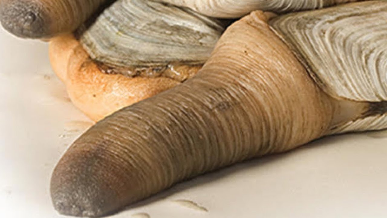 WEIRDEST EDIBLE SEA CREATURE |||| GEODUCK CLEAN & COOK - YouTube