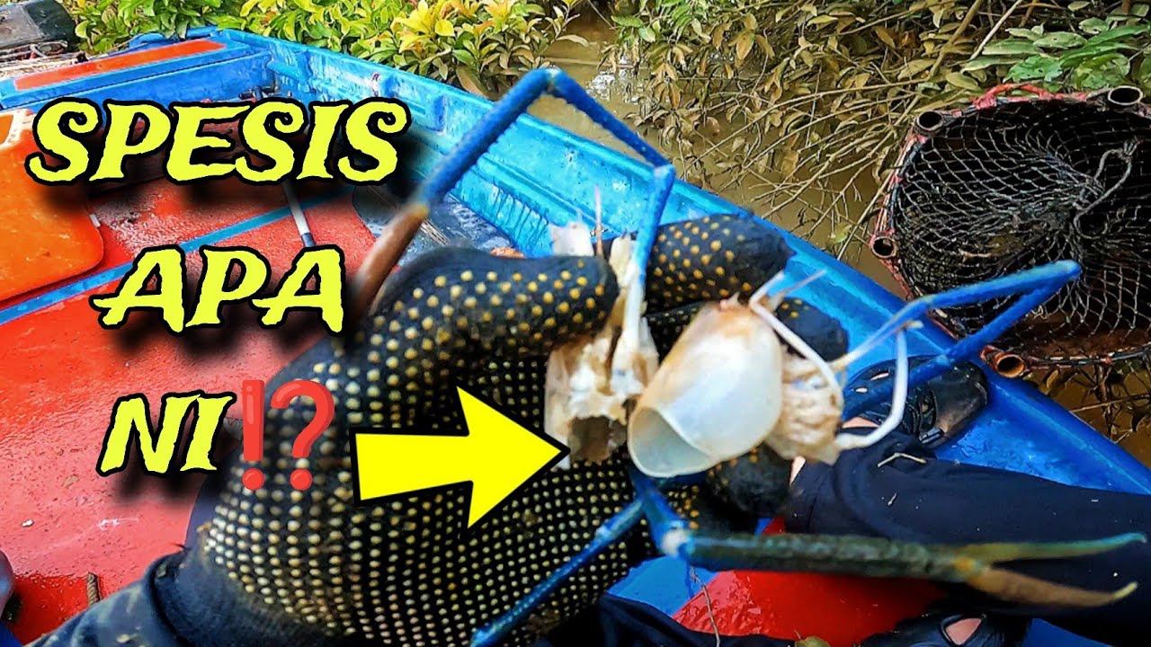 SPESIS BARU KE⁉️ini yang dijumpai Ketika angkat Lukah udang galah - YouTube