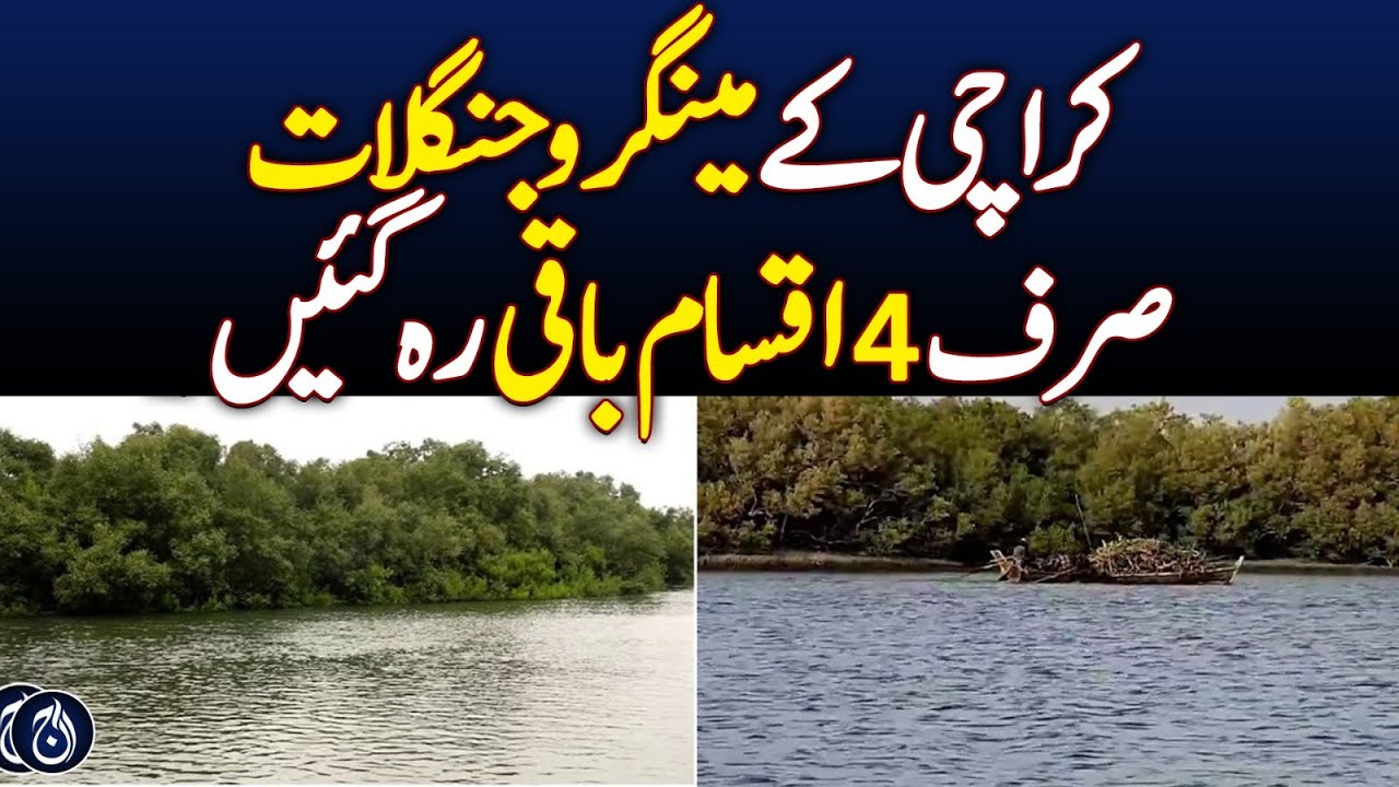 International Mangrove Day is being celebrated in Pakistan today - Aaj ...