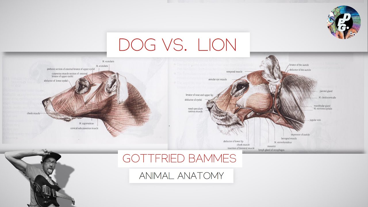 DOG VS. LION | Gottfried Bammes | The Artists Guide to Animal Anatomy ...