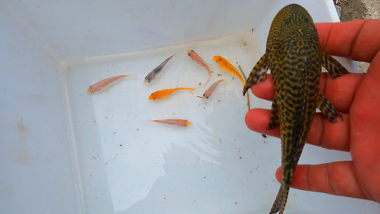 Found lovely small fish in lake| Unexpected amazing results today - YouTube