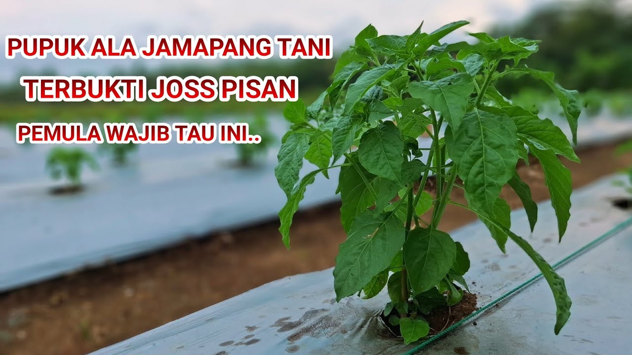 FORMASI PUPUK ALA JAMPANG TANI DARI AWAL VEGETATIF SAMPAI PEMBUAHAN ...