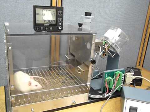 RatLab Dipper Training Lab 1 Session 1 - YouTube