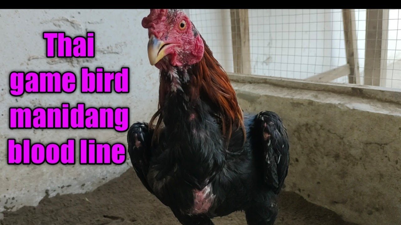 Thai bird manidang blood line _nasiraseel555 - YouTube