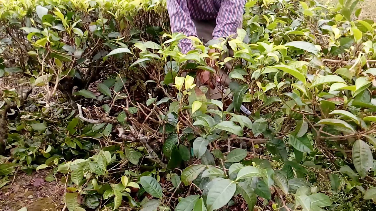 Hand pruning in tea @kalita - YouTube