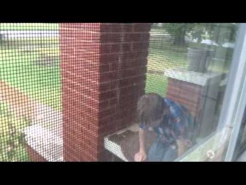 Spitting rain water on a grasshopper - YouTube