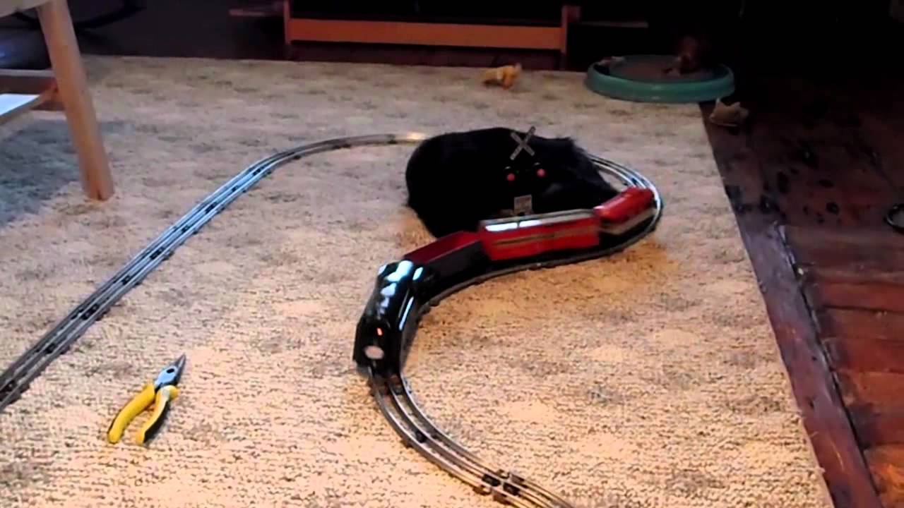 Cat Vs Train - Darla Attacks! - YouTube