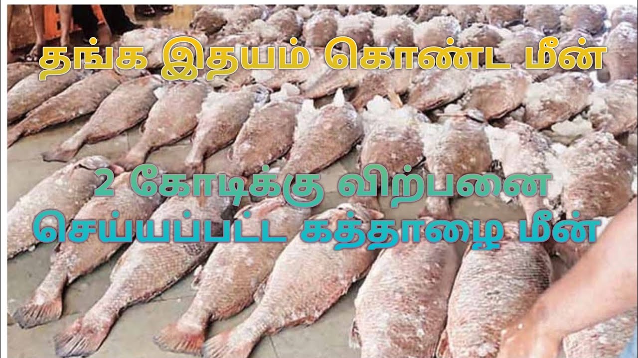 2 கோடிக்கு விற்பனை செய்யப்பட்ட கூர கத்தாழை மீன் | Expensive Fish in sea ...