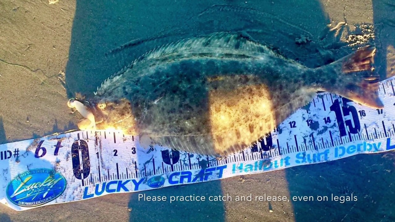 17" California Halibut From The Surf - YouTube