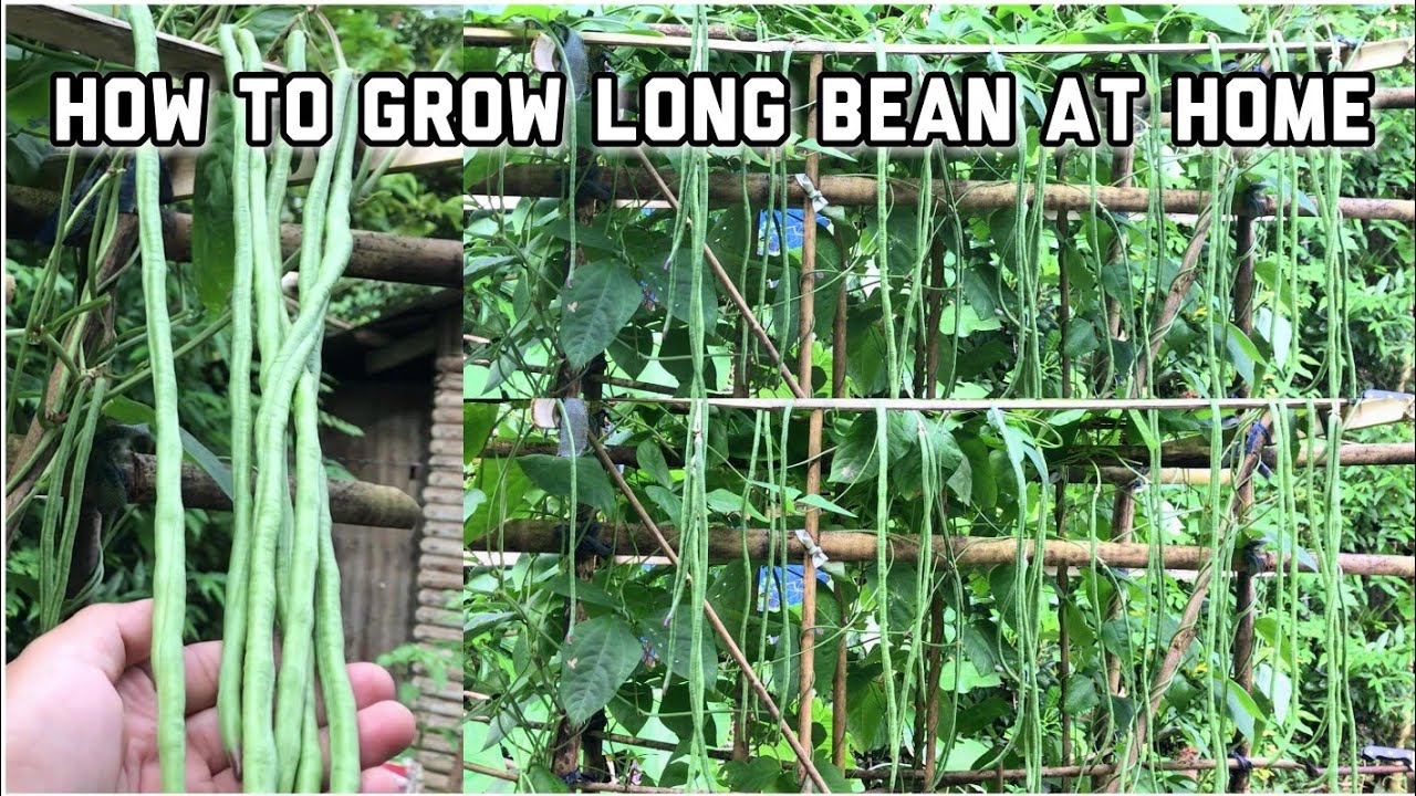 How to grow Long Beans/Sitaw on your Balcony - YouTube