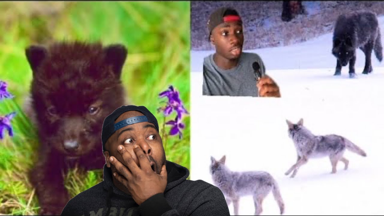 Tyler The Creator Wolf Meme