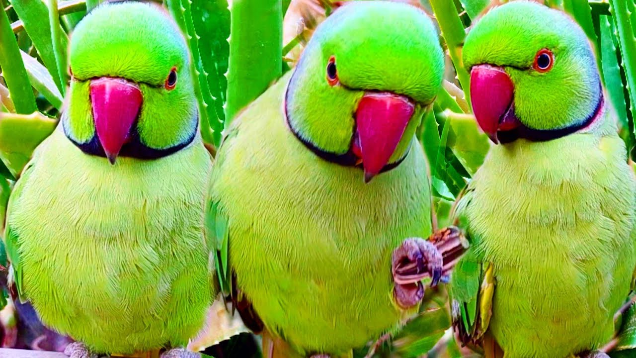 My Best Parrot🎊Calling Natural Sounds🥀 - YouTube