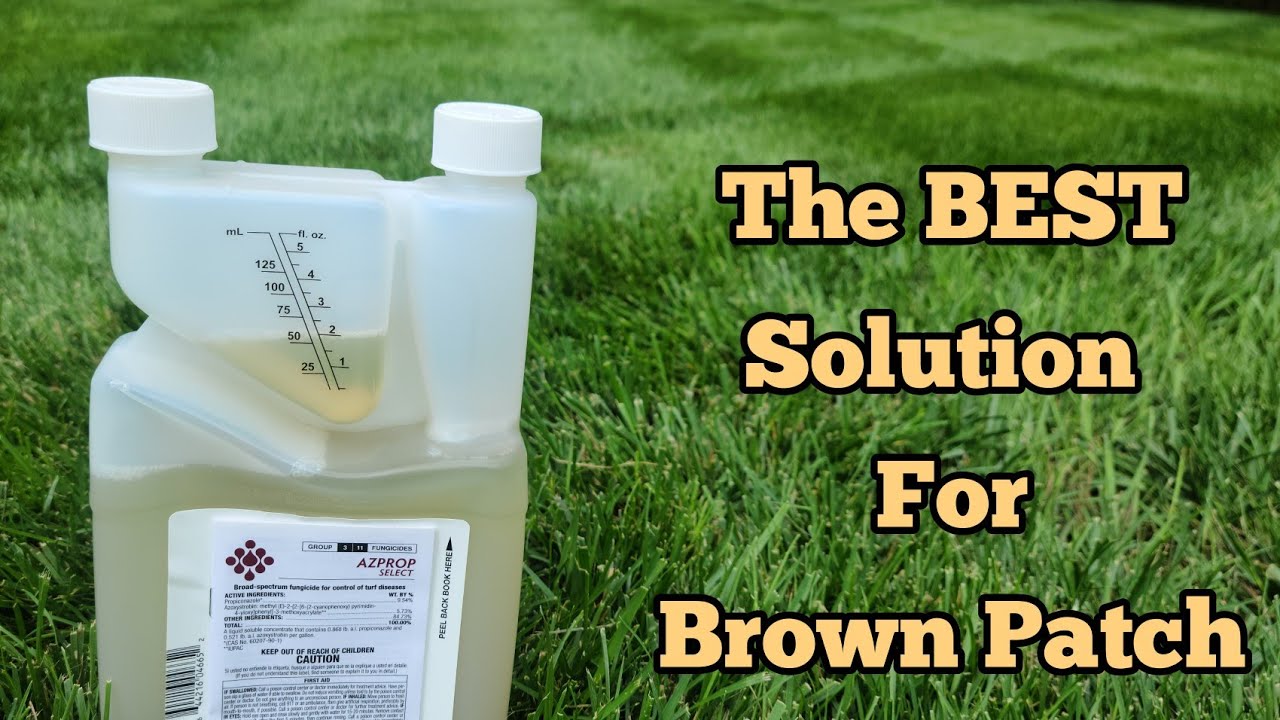 Get rid of Brown Patch using this... - YouTube