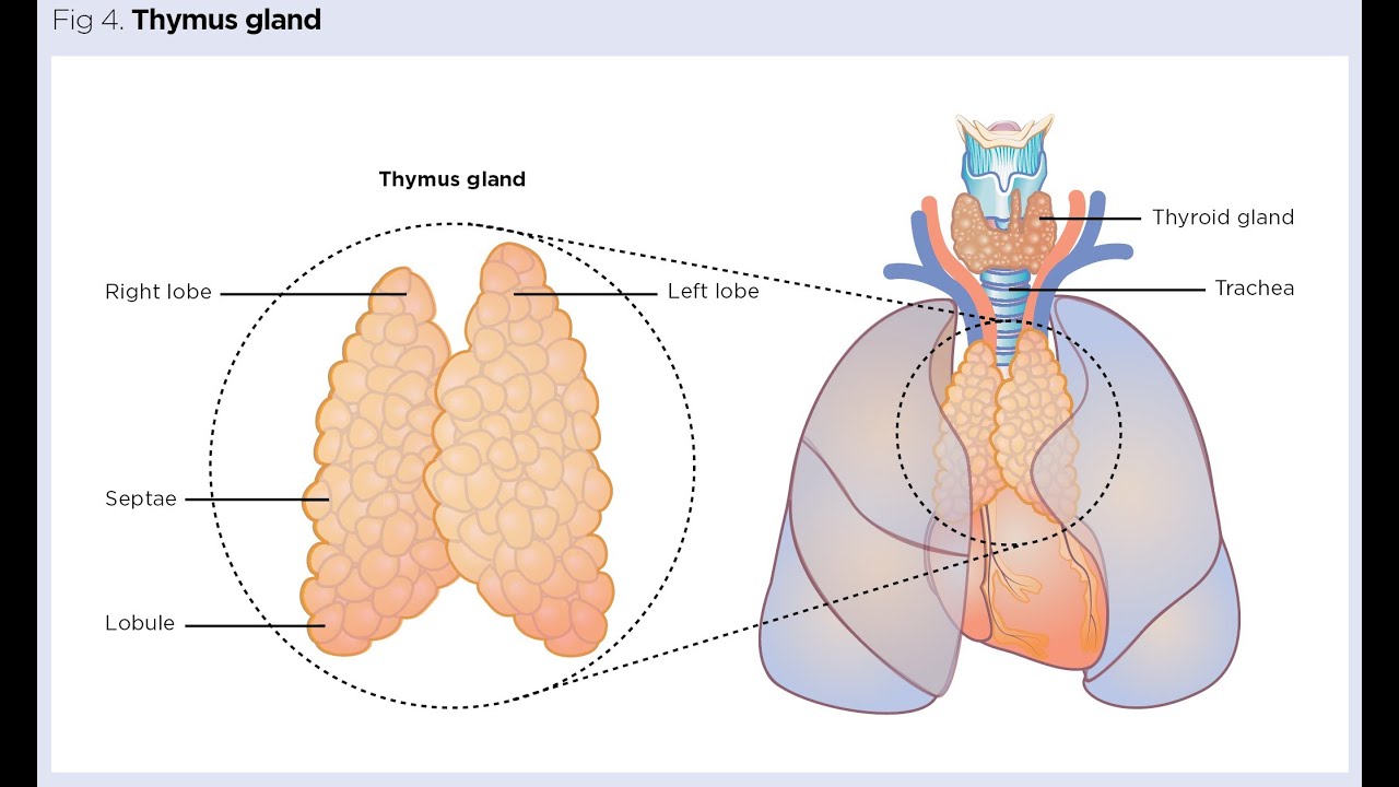 Anatomy, Histology and Histophysiology of the Thymus gland - YouTube