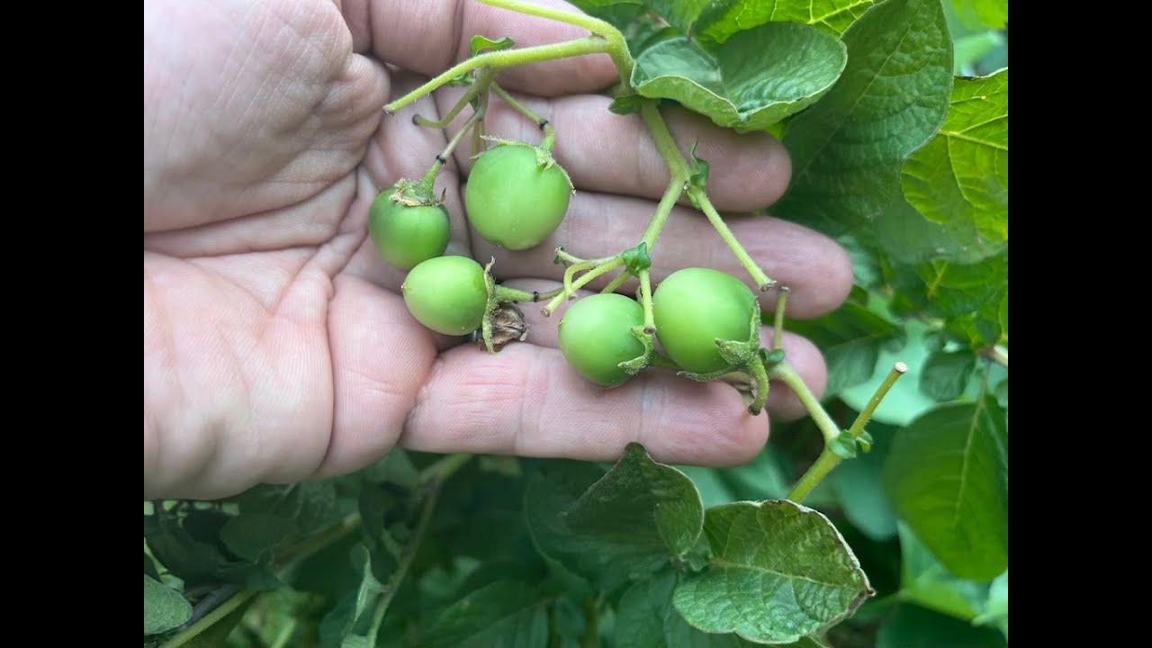 Potato Berries - True Potato Seed TPS - YouTube