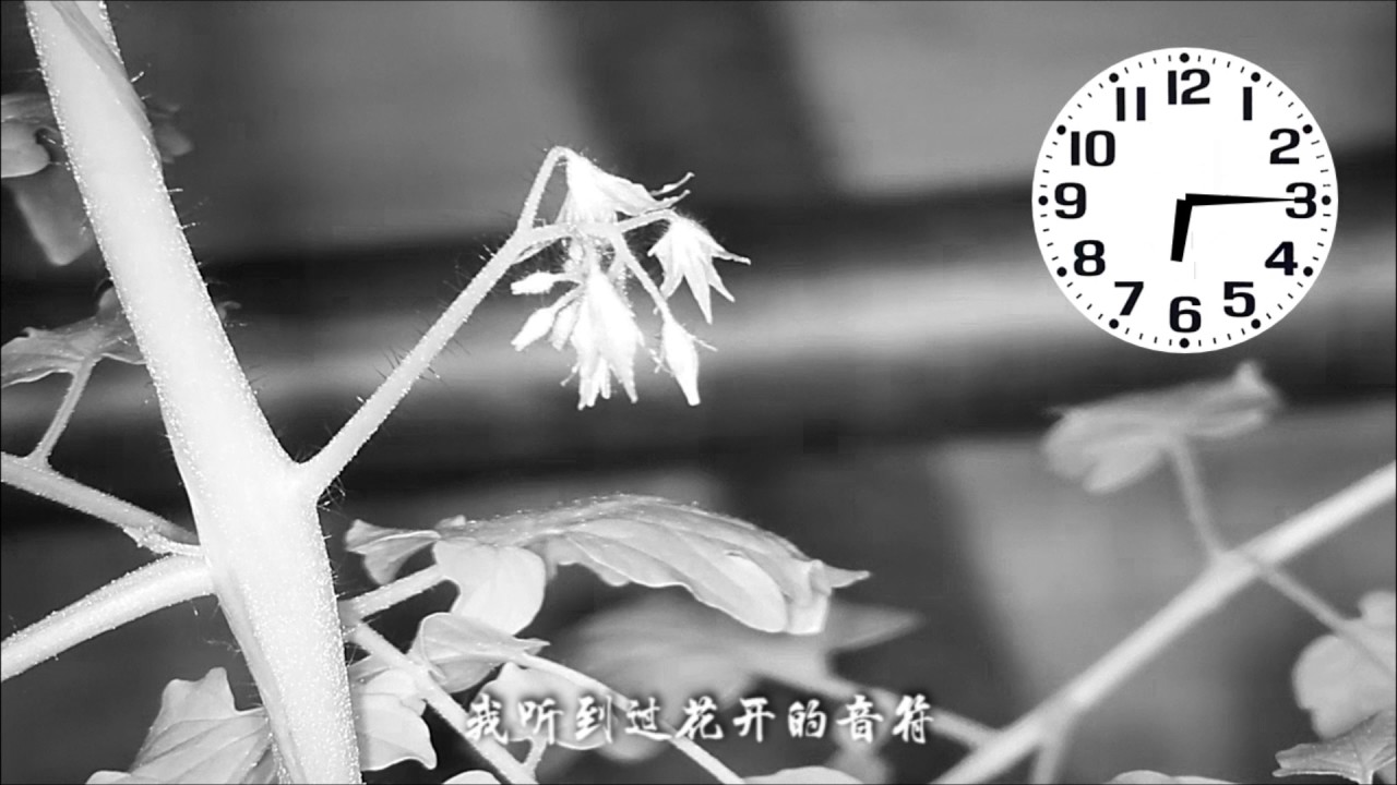 中粮智慧农场番茄工厂 Tomato Factory of COFCO Farm in Beijing - YouTube