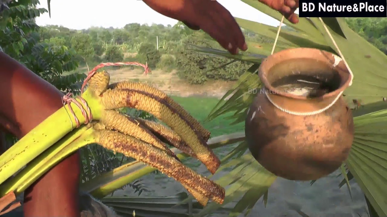 How Farmer makes Toddy Palm Juice । Primitive Technology । Harvesting ...