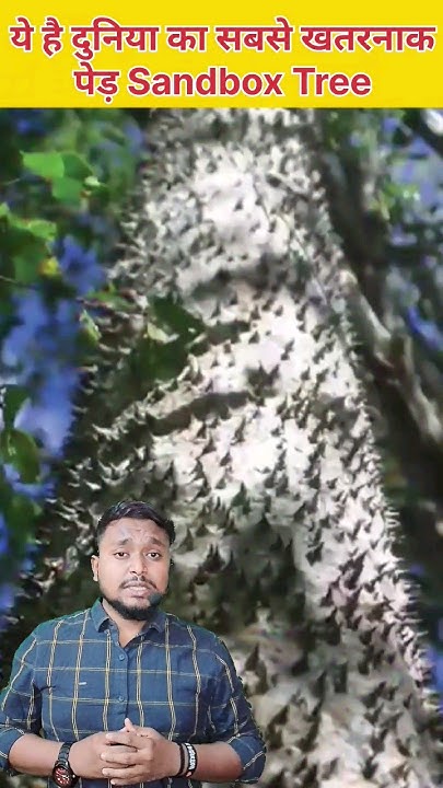 दुनिया का सबसे खतरनाक Tree || Sandbox Tree || #sandbox #shortfeed # ...