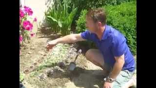Planting a Hens & Chicks border