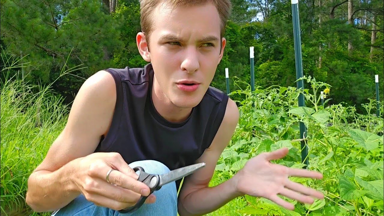 Just Tying Up Some Tomatoes (tomato update) | VLOG - YouTube