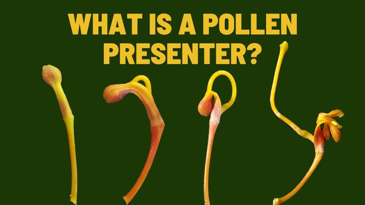 Secondary Pollen Presentation and Protandry in Grevillea robusta ...