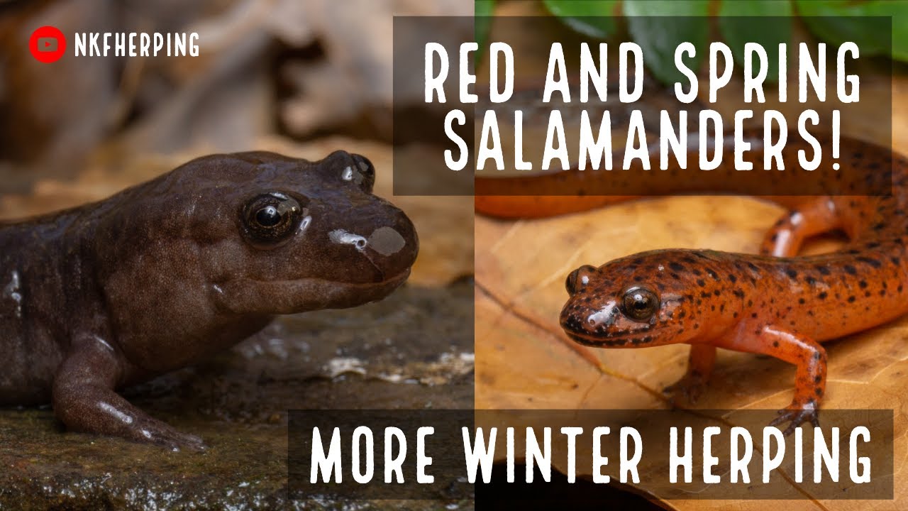 Red Salamanders, Spring Salamanders and More! Metro Atlanta Winter ...