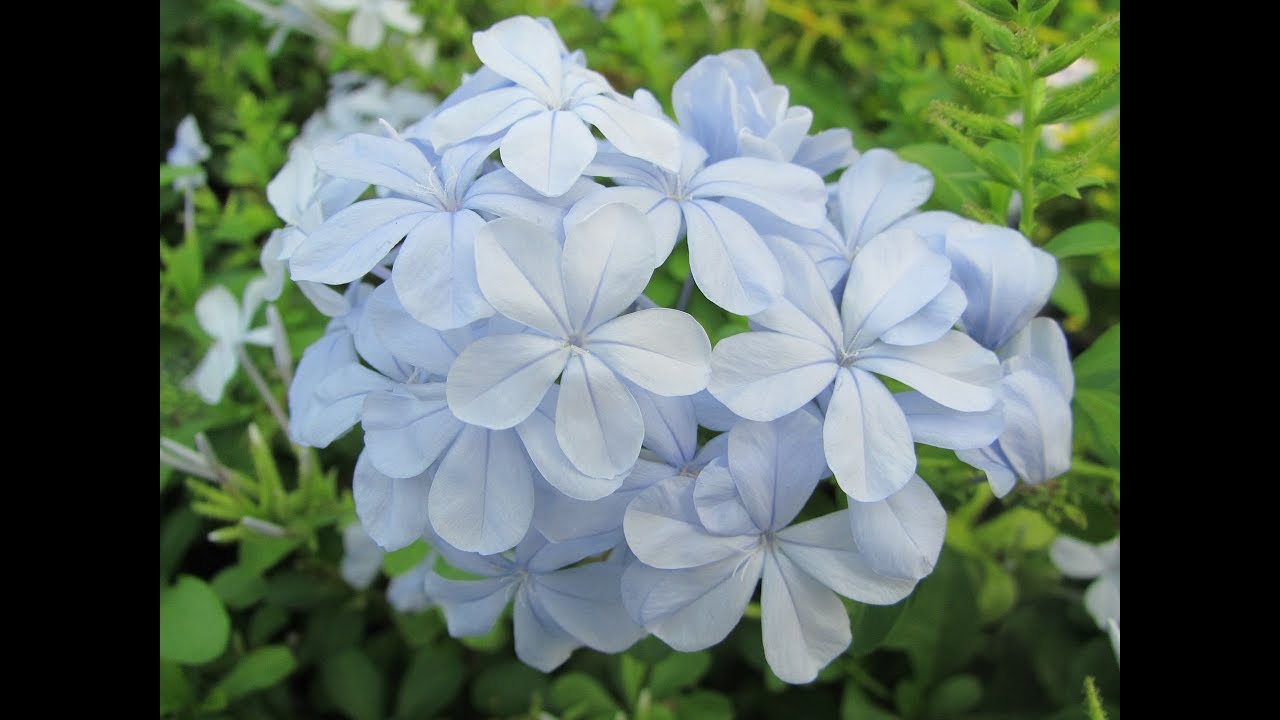 Blue plumbago - YouTube