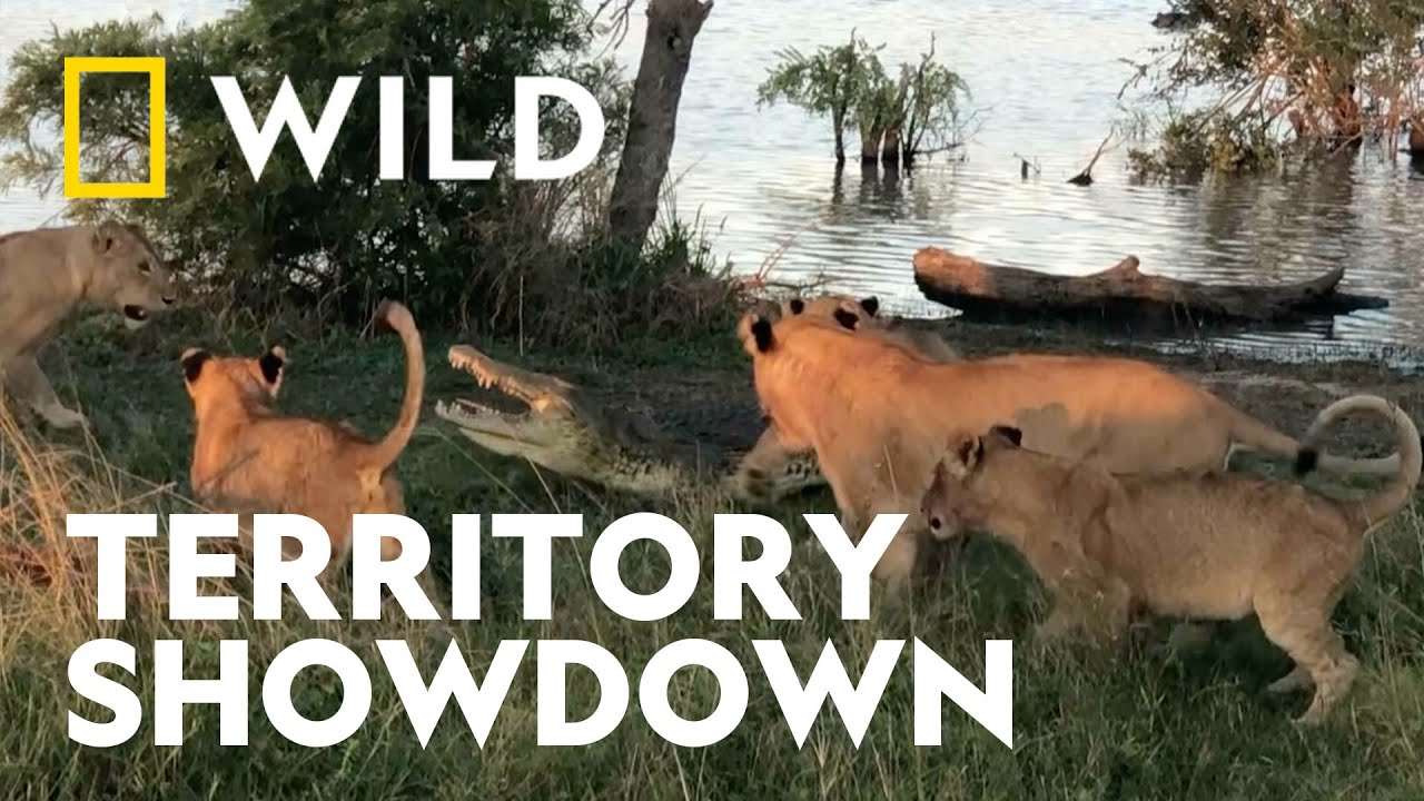Territory Showdown | Killer Safari | National Geographic WILD UK - YouTube