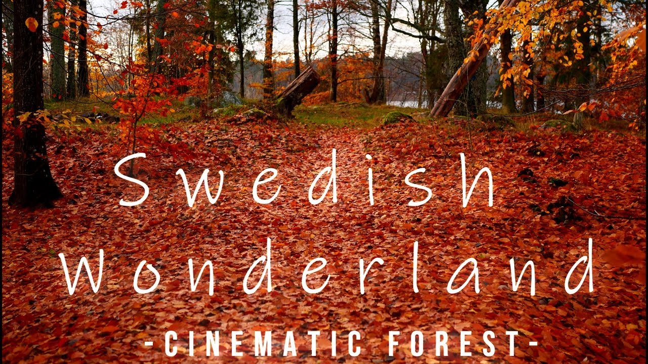 Cinematic Forest -  Panasonic Lumix GX9- 4K