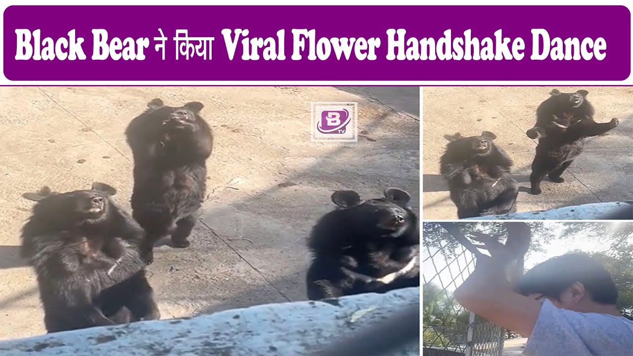 Black Bear ने किया Viral “Flower Handshake” Dance - YouTube