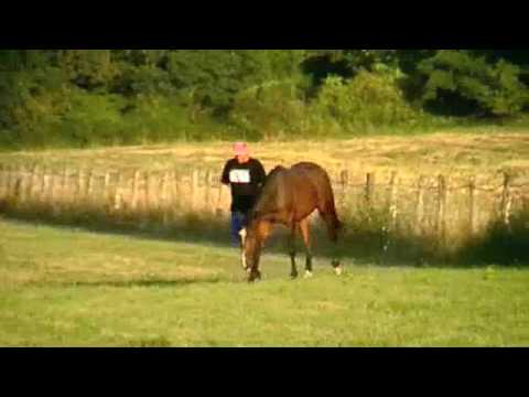 FARTING HORSE