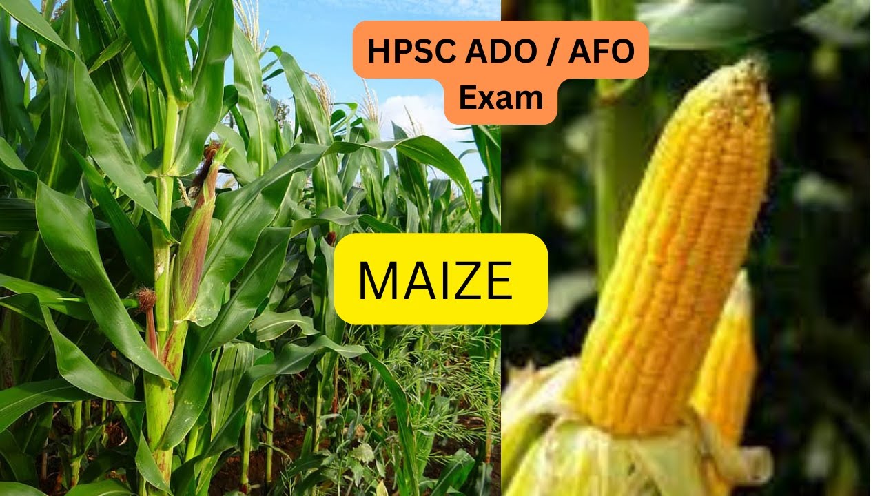 Maize package & practices ....important for Haryana ADO - YouTube