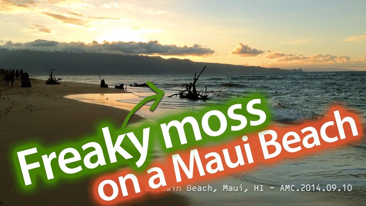Freaky Moss on Baldwin Beach @ Maui, Hawaii - YouTube