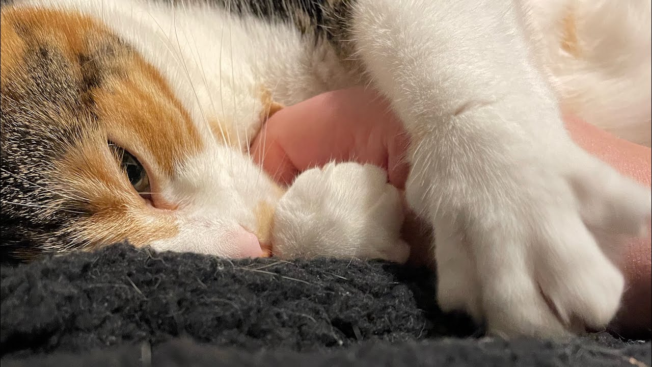 Ready to settle down beautiful purring sounds - YouTube