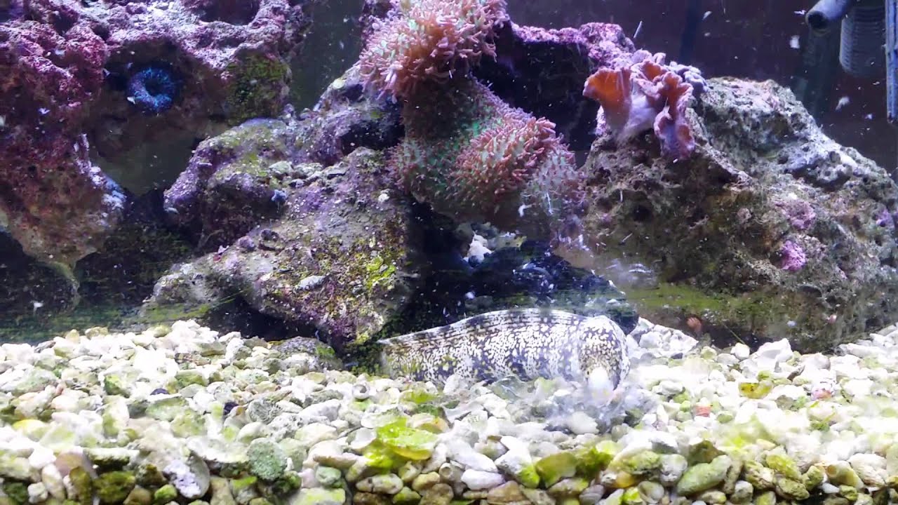 Snowflake eel eating sardines #2 - YouTube