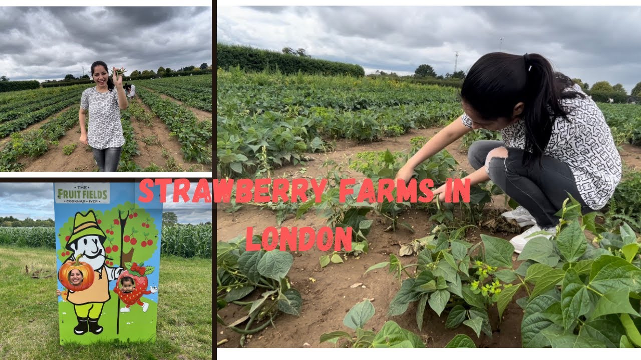Strawberry Picking At Copas Farms In London- Great For Kids! - YouTube