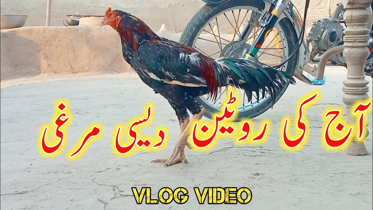 Farming desi murgi | pakistani village video | jameel s vlog - YouTube