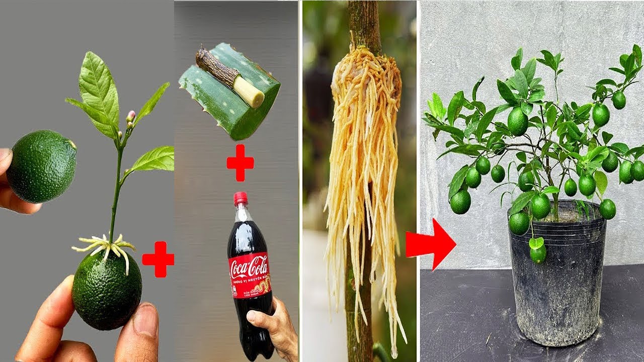SYNTHESIS OF 3 UNIQUE TECHNIQUES for propagating LEMONS from branches ...