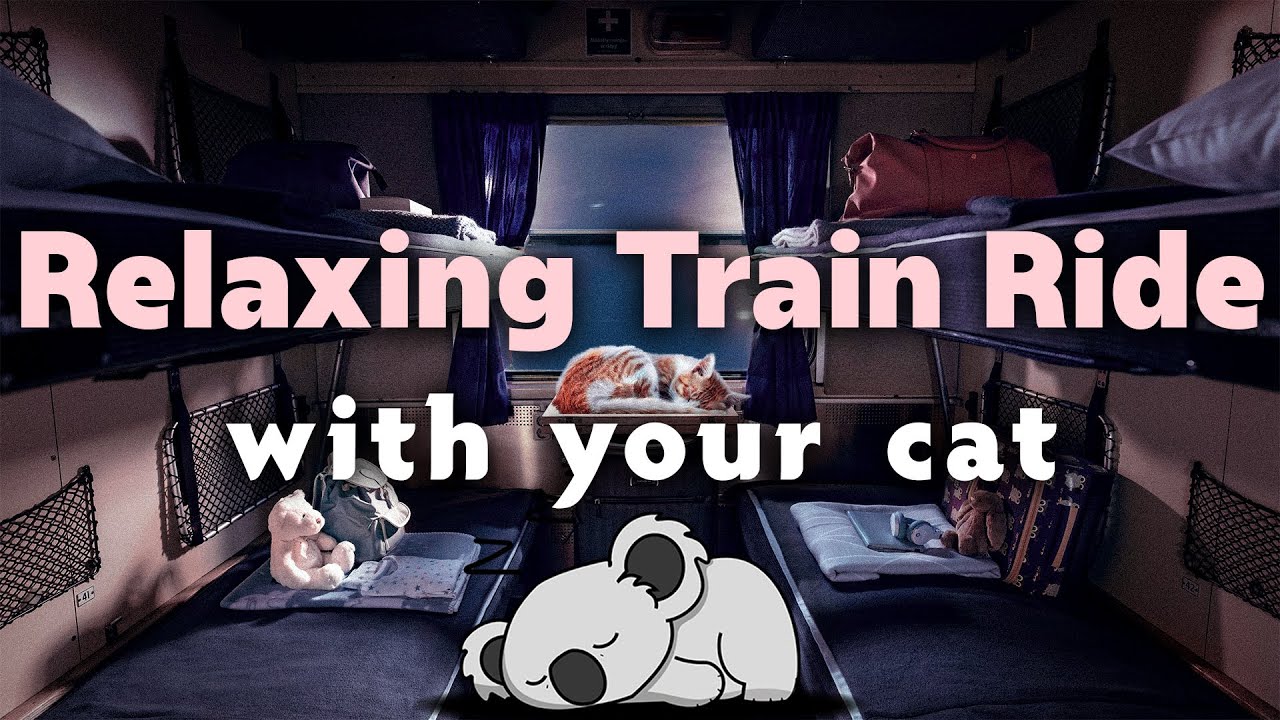 Can't Sleep? 6h Sleep in This Cozy Train Ride With your Cat !! ASMR ...
