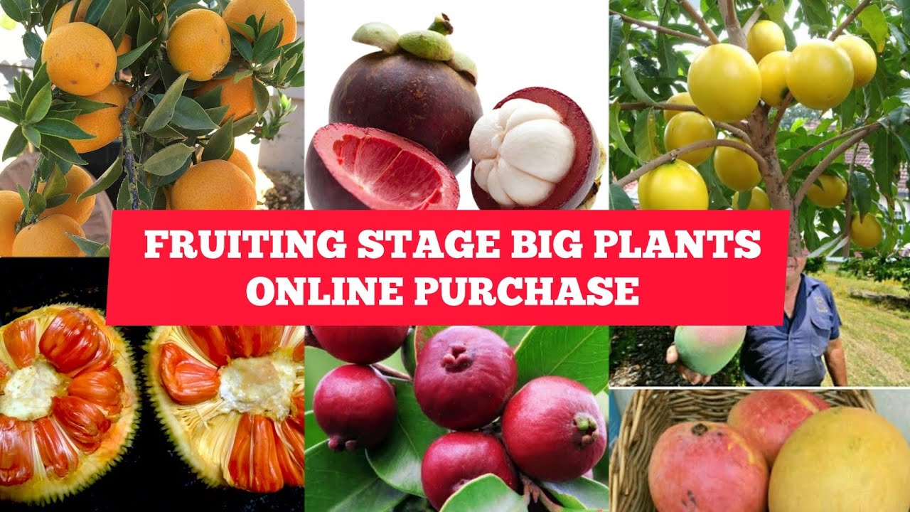 BIG SIZE PLANTS PURCHASE FOR ONLINE CUSTOMER | RARE FRUITS COLLECTION ...