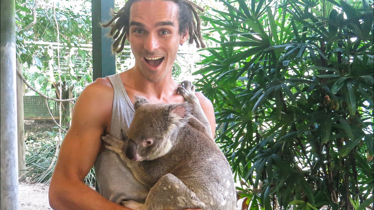 CUDDLING KOALAS - YouTube