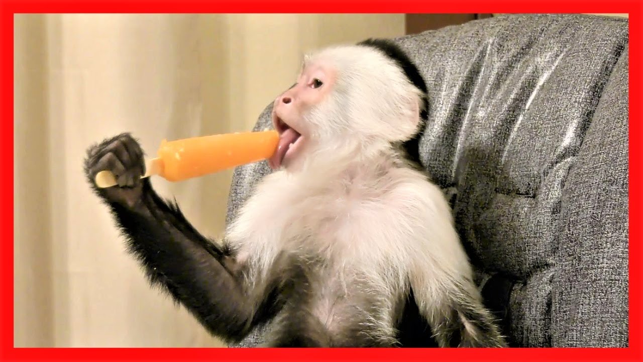 Hilarious Fun with Lillian at Supper-Time Eggs and Popsicle | Capuchin ...