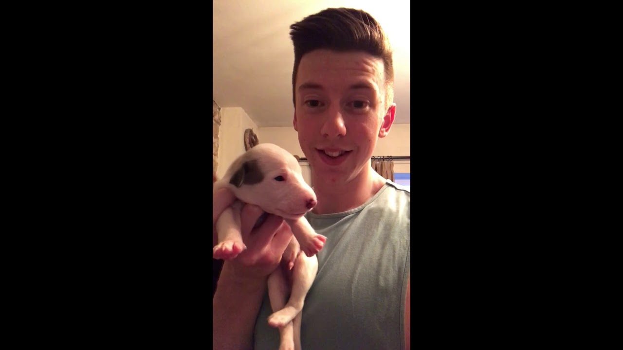 Whippet Family Puppies From Birth To 8 Weeks - YouTube