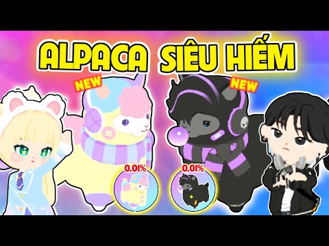 PLAY TOGETHER | BEDY SOLO MỞ HỘP PET ALPACA CÙNG MEO VÀ CÁI KẾT