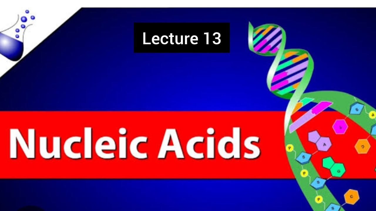 Nucleic Acid | Nucleic Acids biochemistry - YouTube