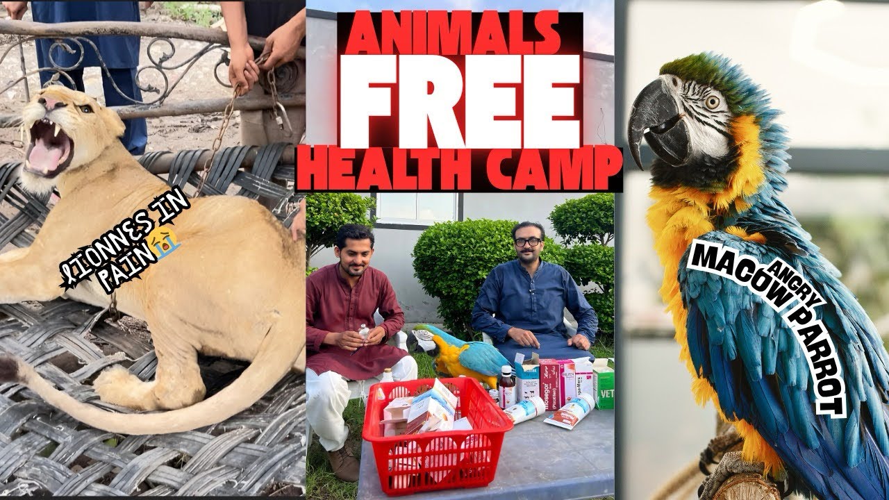 Parrot attacked me 🦜💥 || Animals Health camp at farm ⛺️ || Umar Dolla ...
